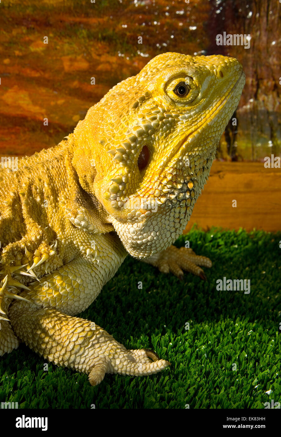 Bearded Agama.lizard(Bearded Dragon Stock Photo - Alamy