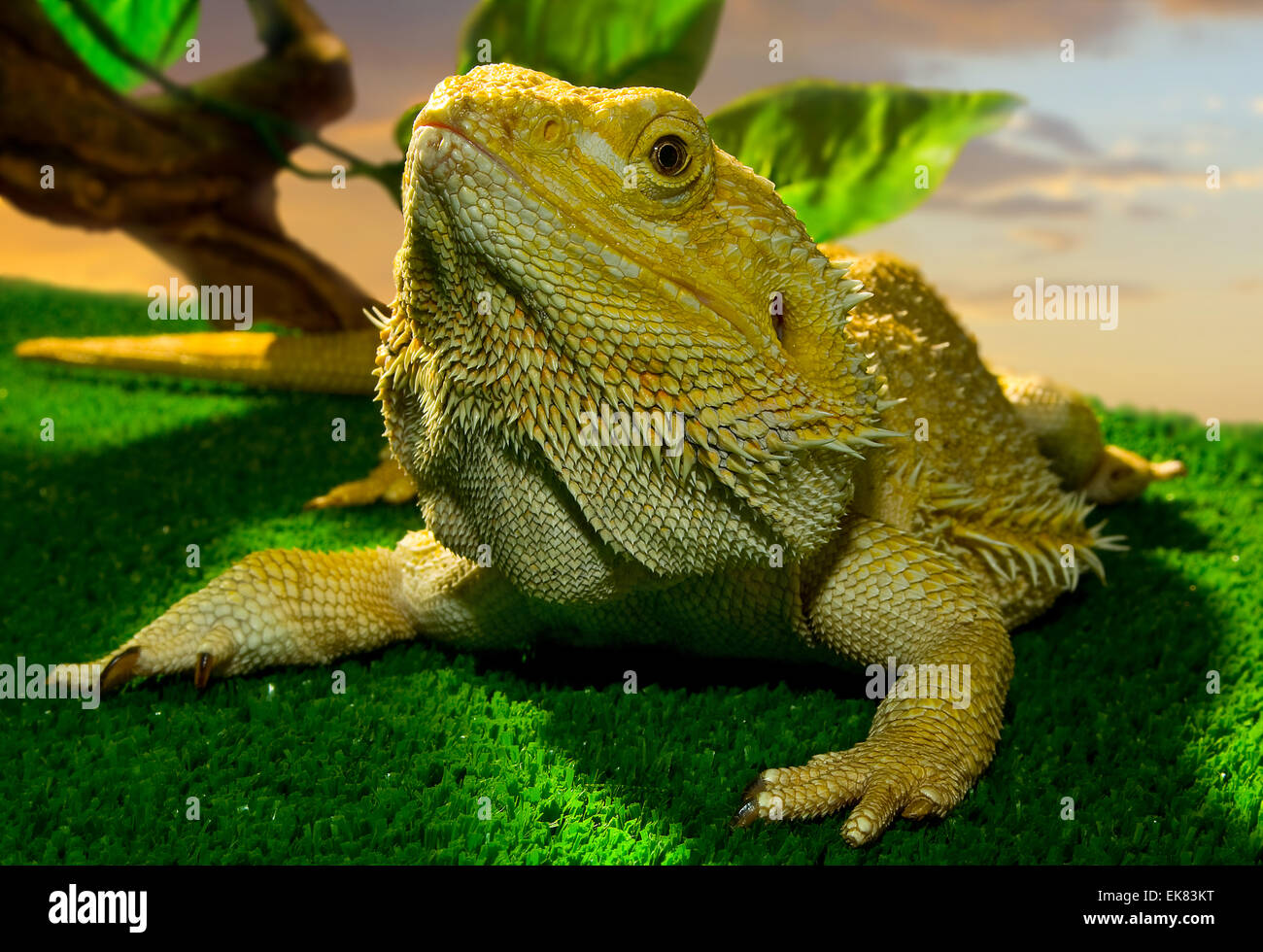 Bearded Agama.lizard(Bearded Dragon Stock Photo - Alamy