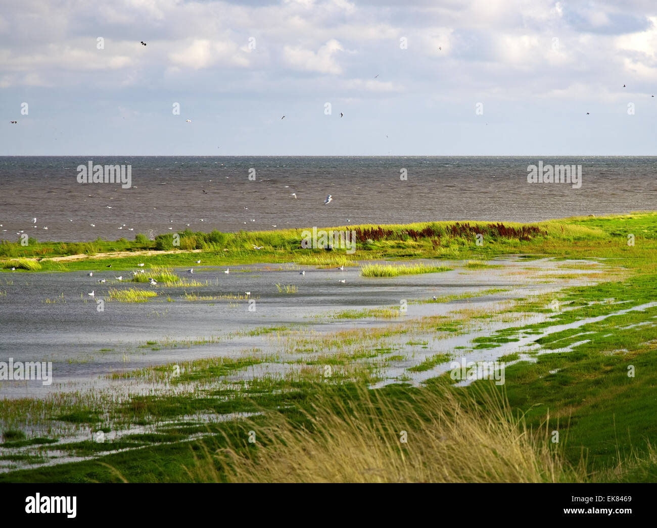 Danish wadden sea national park Stock Photo - Alamy