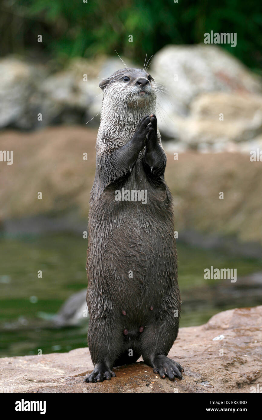 Clapping animal hi-res stock photography and images - Alamy