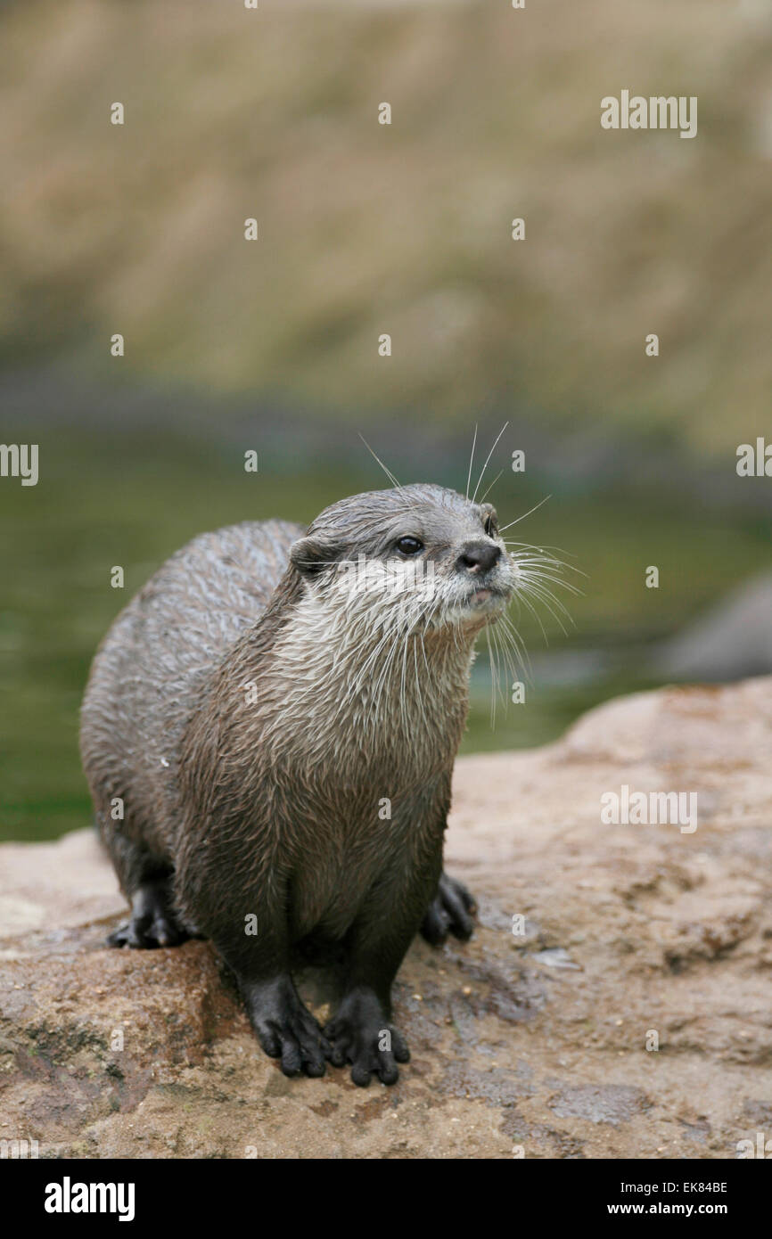 Otter sitting hi-res stock photography and images - Alamy