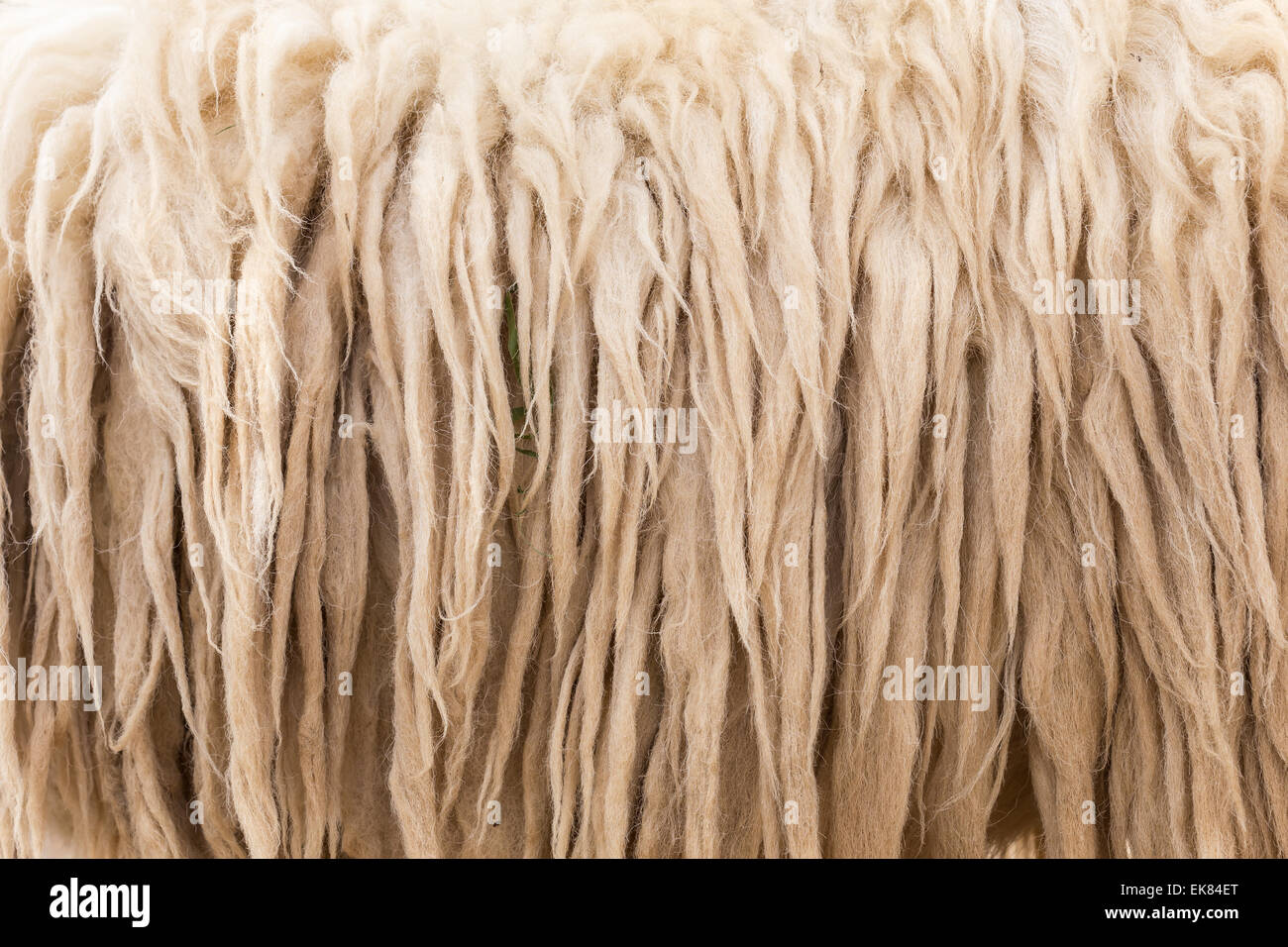 Wool sheep closeup for background Stock Photo - Alamy