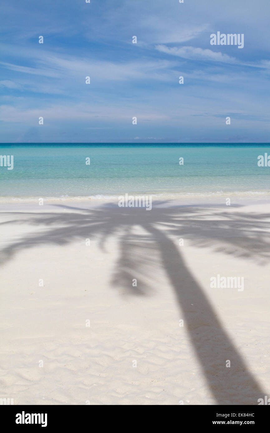 Tropical tree hi-res stock photography and images - Alamy