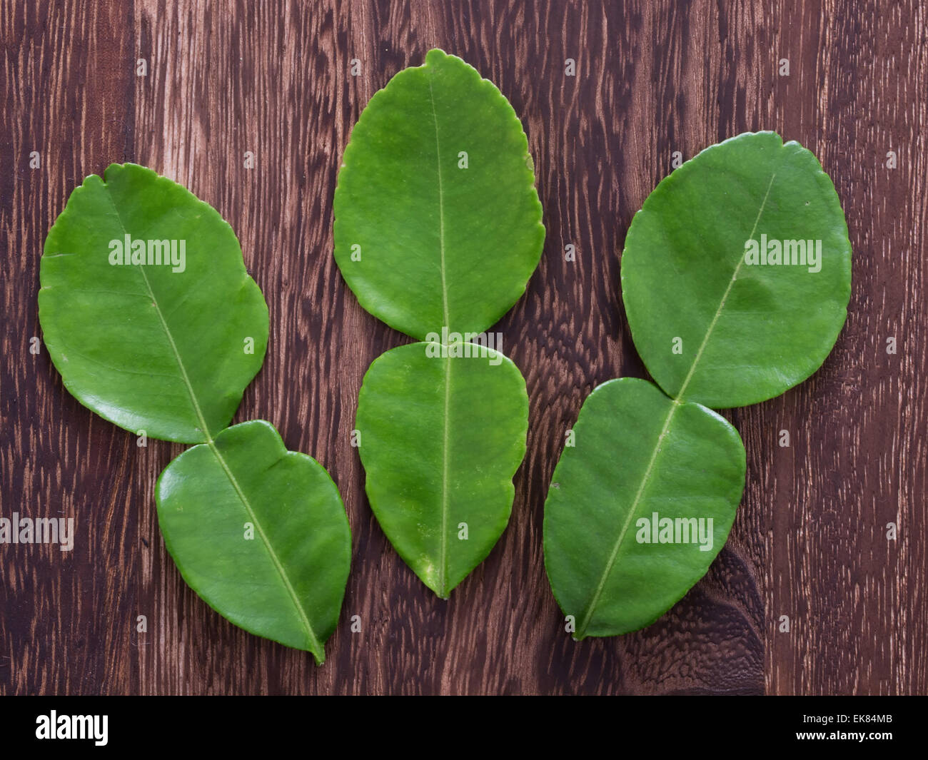 kaffir lime leaves Stock Photo - Alamy