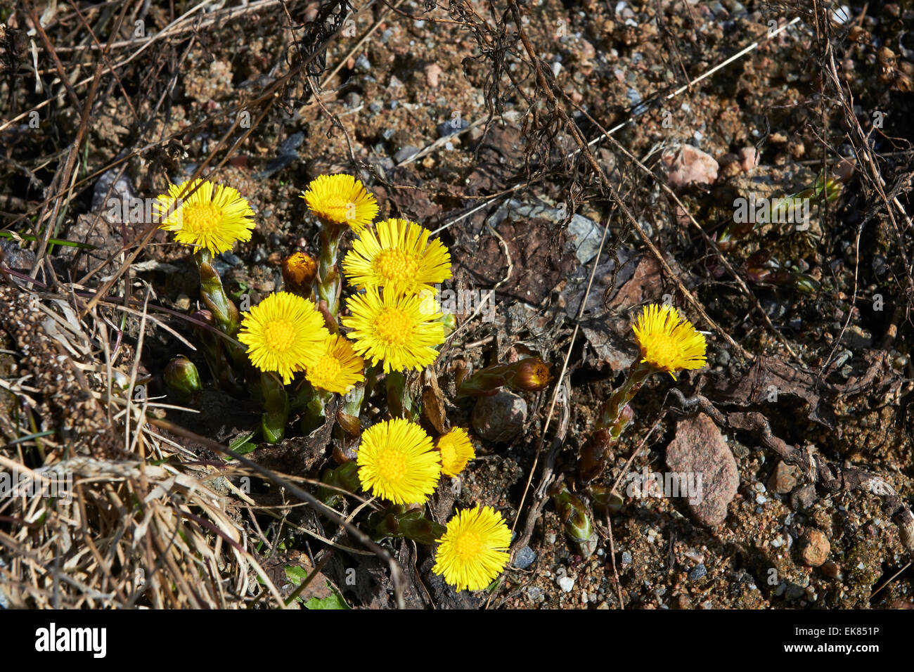 Coltsfoot, Tussilago farfara, flowers Stock Photo - Alamy