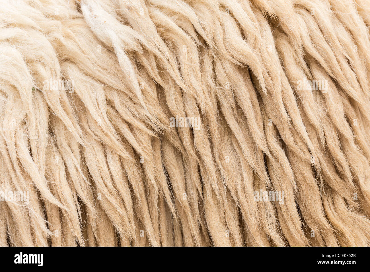Wool sheep closeup for background Stock Photo - Alamy