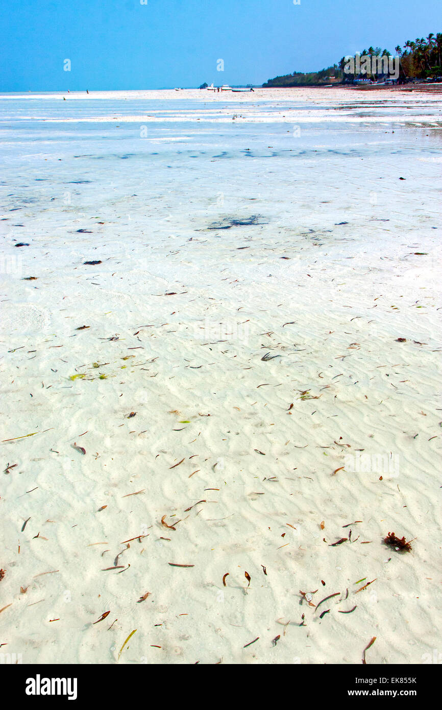 zanzibar beach seaweed in indian ocean tanzania sand isle sky and boat ...