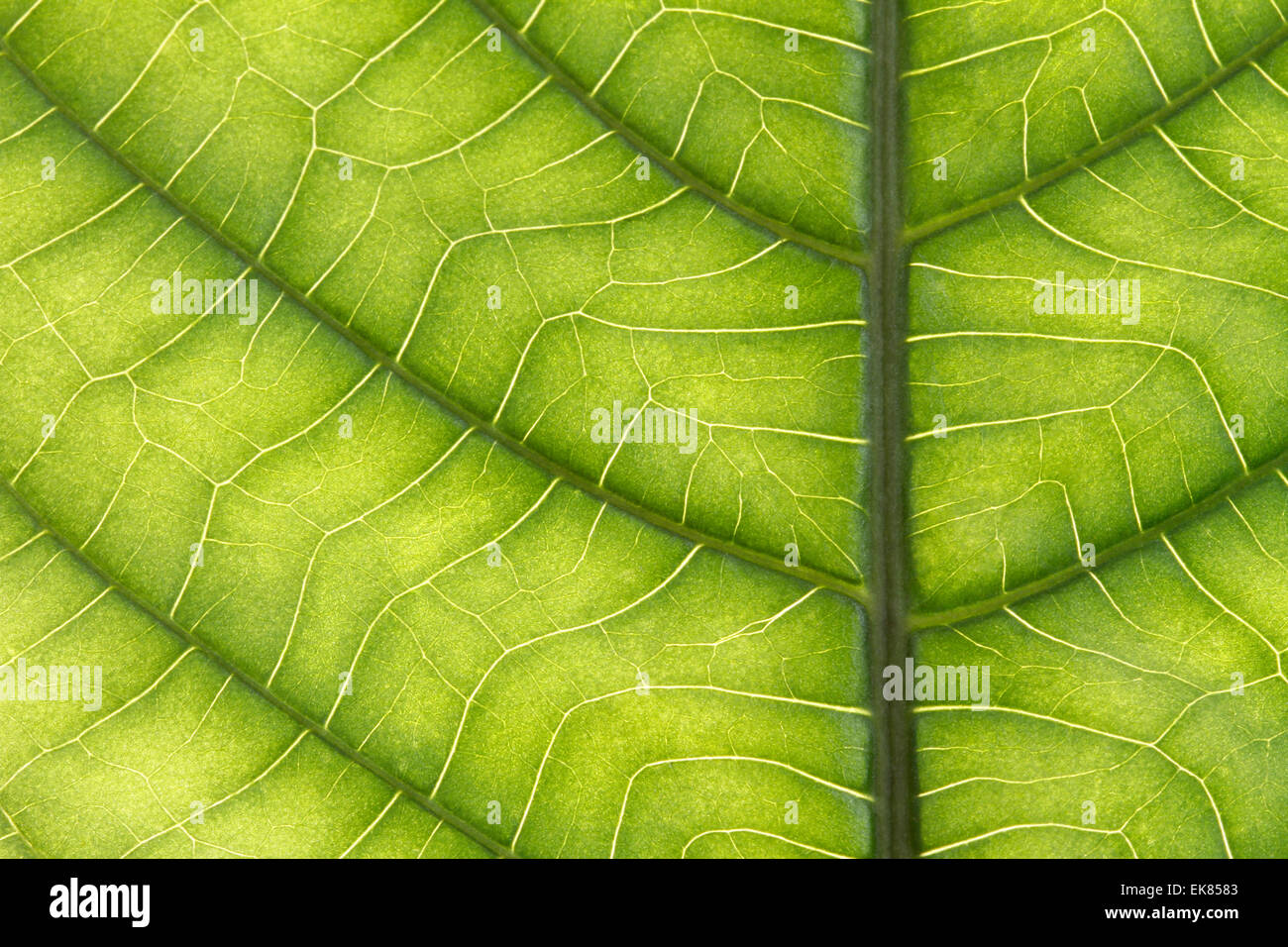 Leaf Veins Macro Stock Photo - Alamy