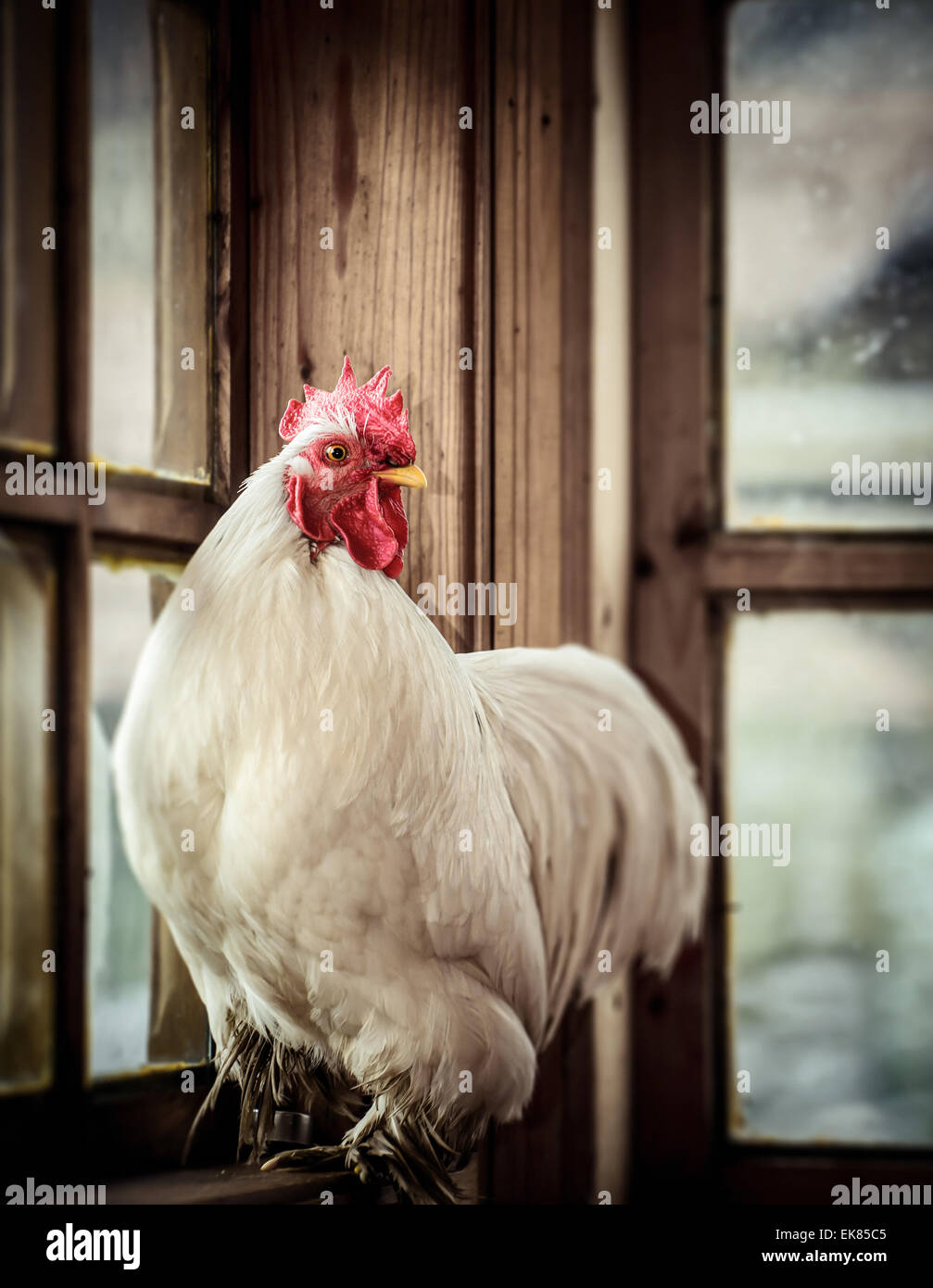 Farm white rooster Stock Photo - Alamy