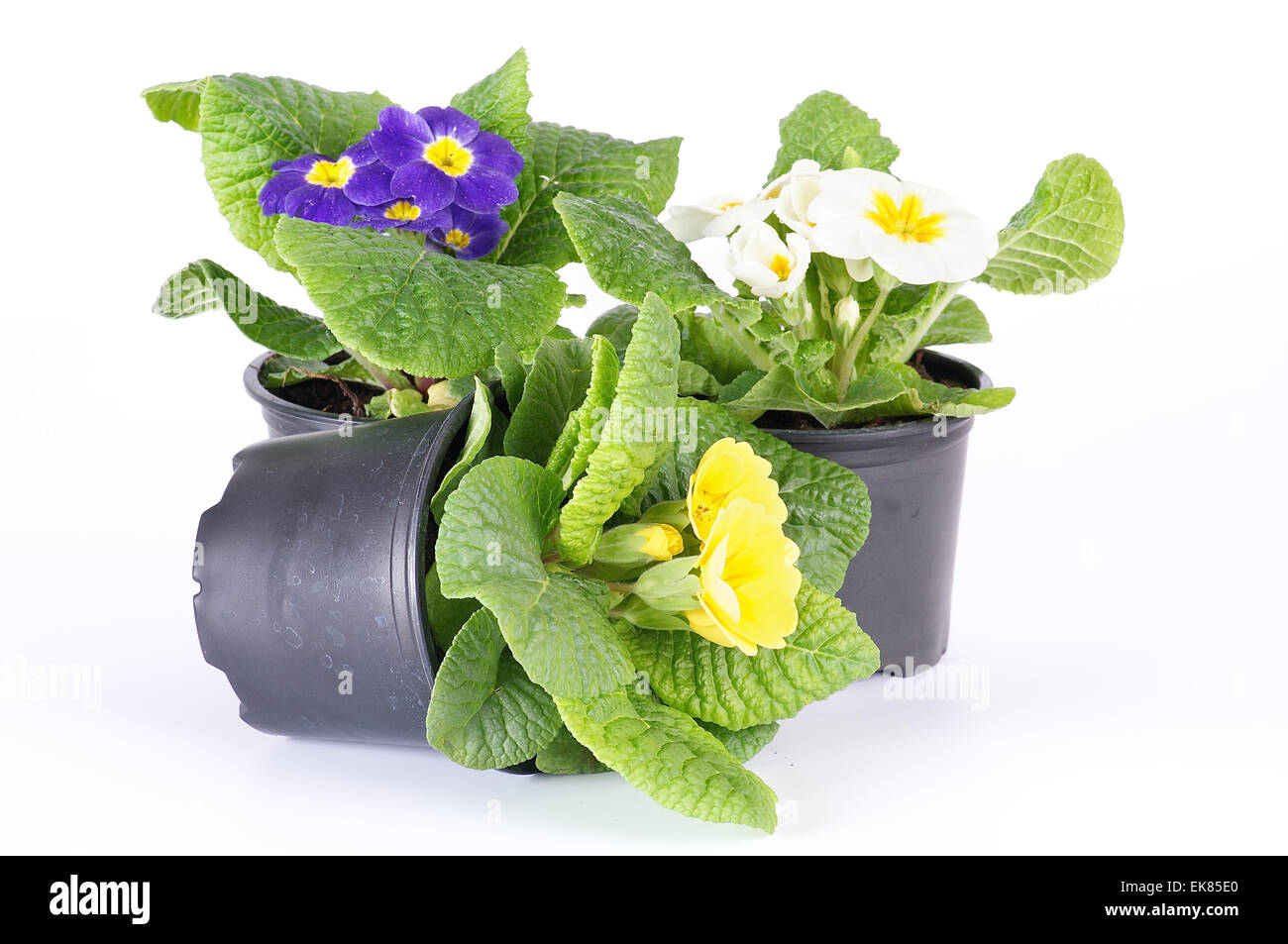 Multi shade hi-res stock photography and images - Alamy