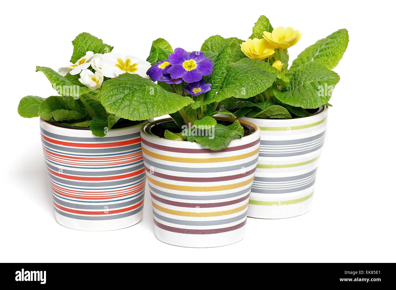 Striped flower hi-res stock photography and images - Alamy