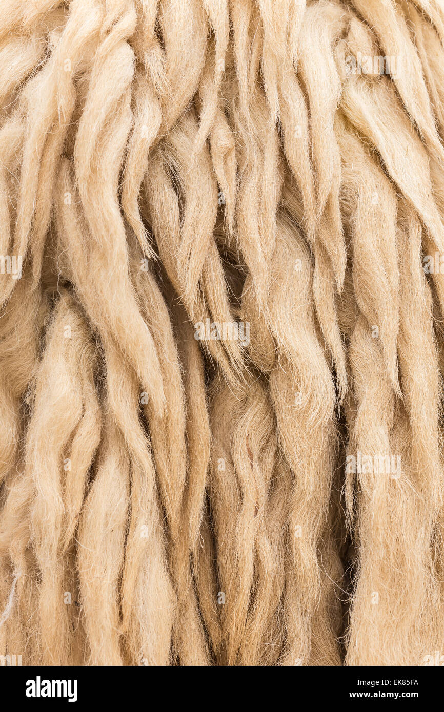 Wool sheep closeup for background Stock Photo - Alamy