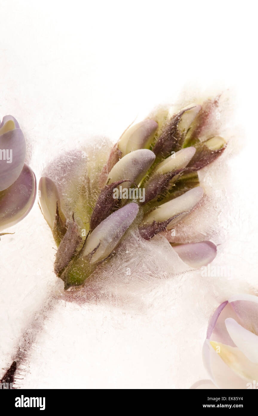 Frozen flowers. blossoms in the ice cube Stock Photo - Alamy