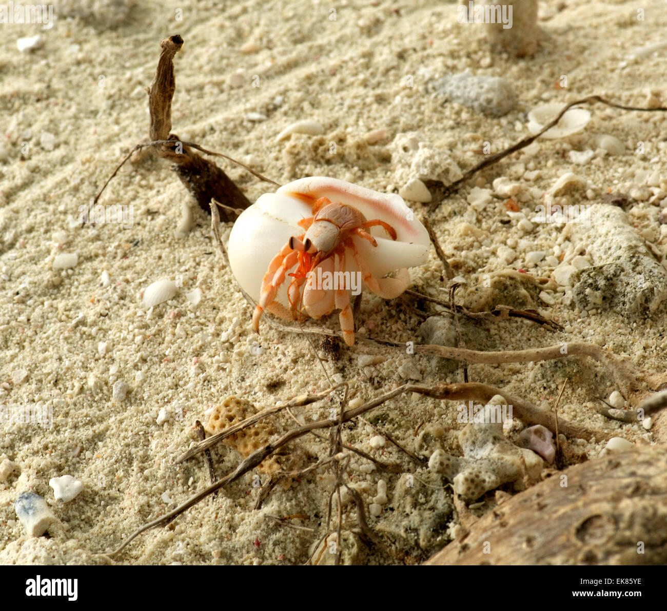 Hermit crab in conch shell hi-res stock photography and images - Alamy