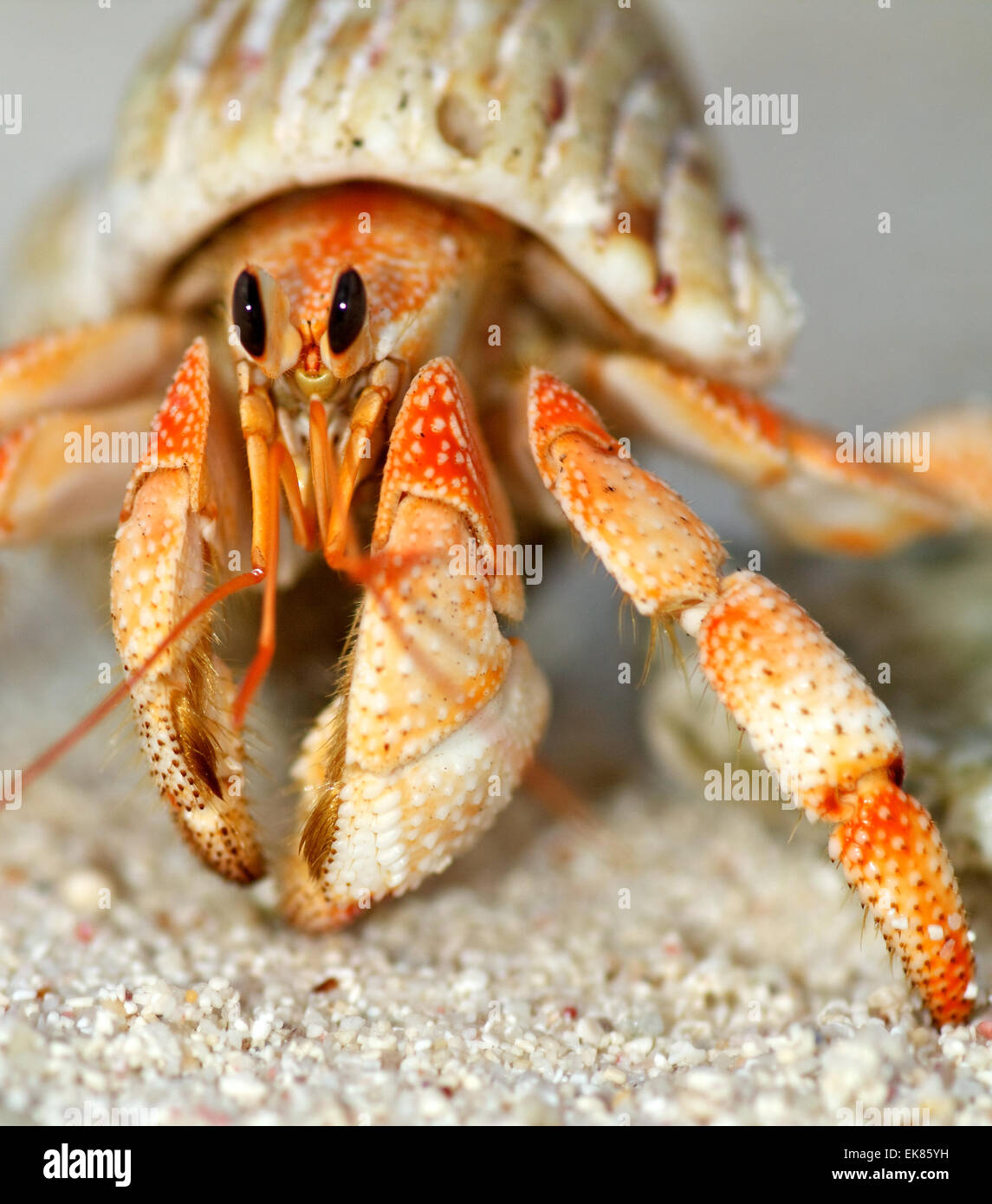 Hermit crab in conch shell hi-res stock photography and images - Alamy