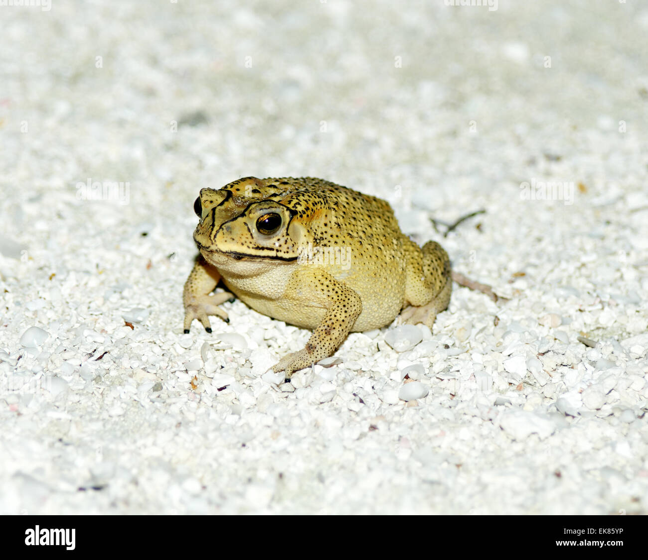 Golden Tree Frog on sand Stock Photo - Alamy