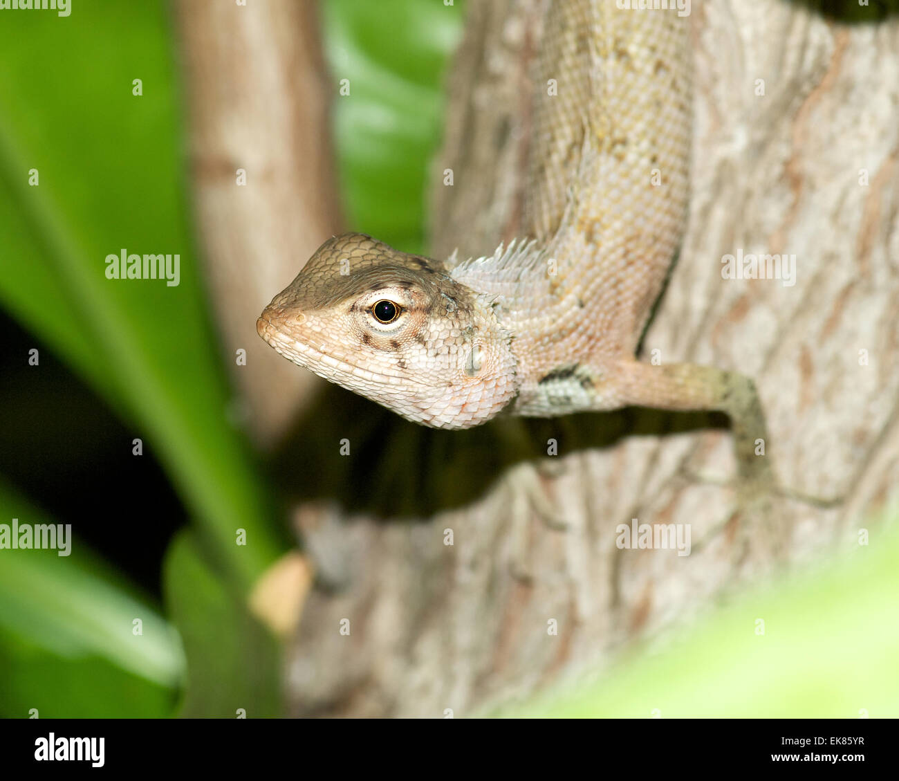 Grey orange lizard in hi-res stock photography and images - Alamy