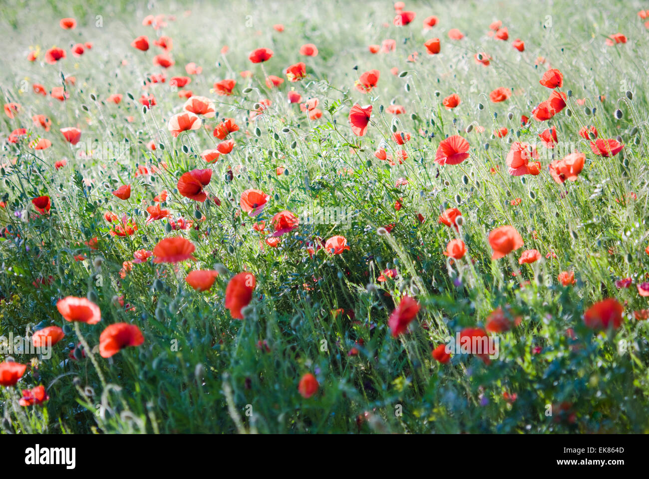 Poppy Weed High Resolution Stock Photography and Images - Alamy