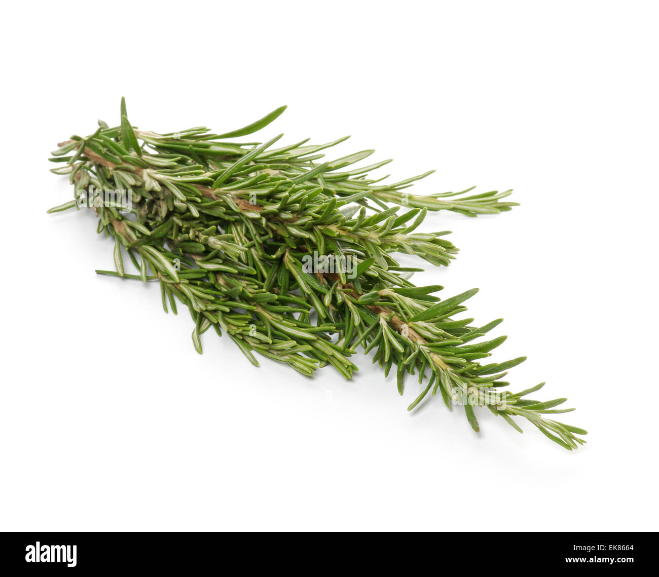 Rosemary leaf close up Cut Out Stock Images & Pictures - Alamy