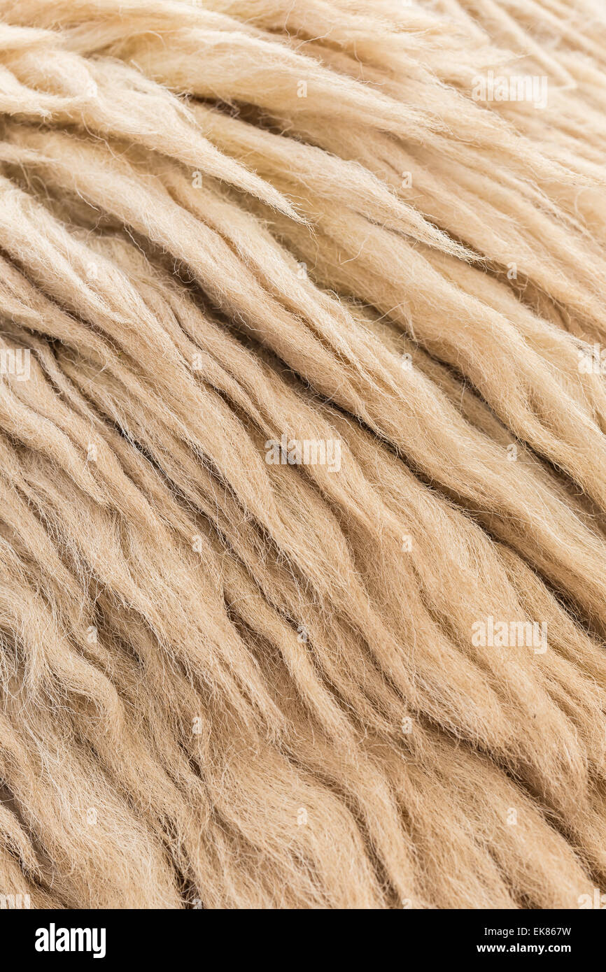 Wool sheep hi-res stock photography and images - Alamy