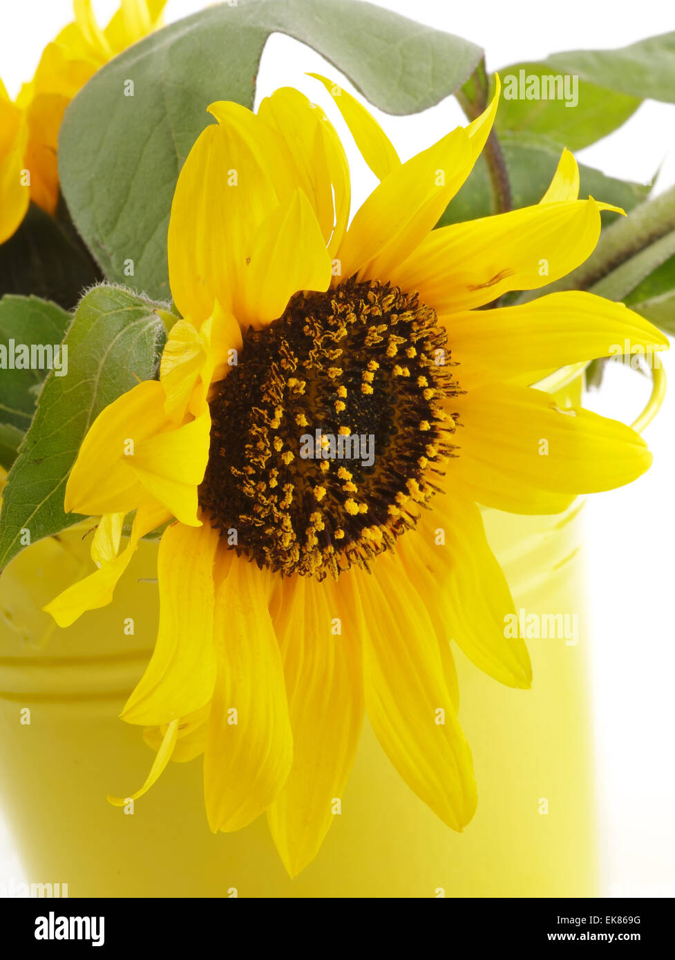 Sunflower in Yellow Bucket Stock Photo - Alamy