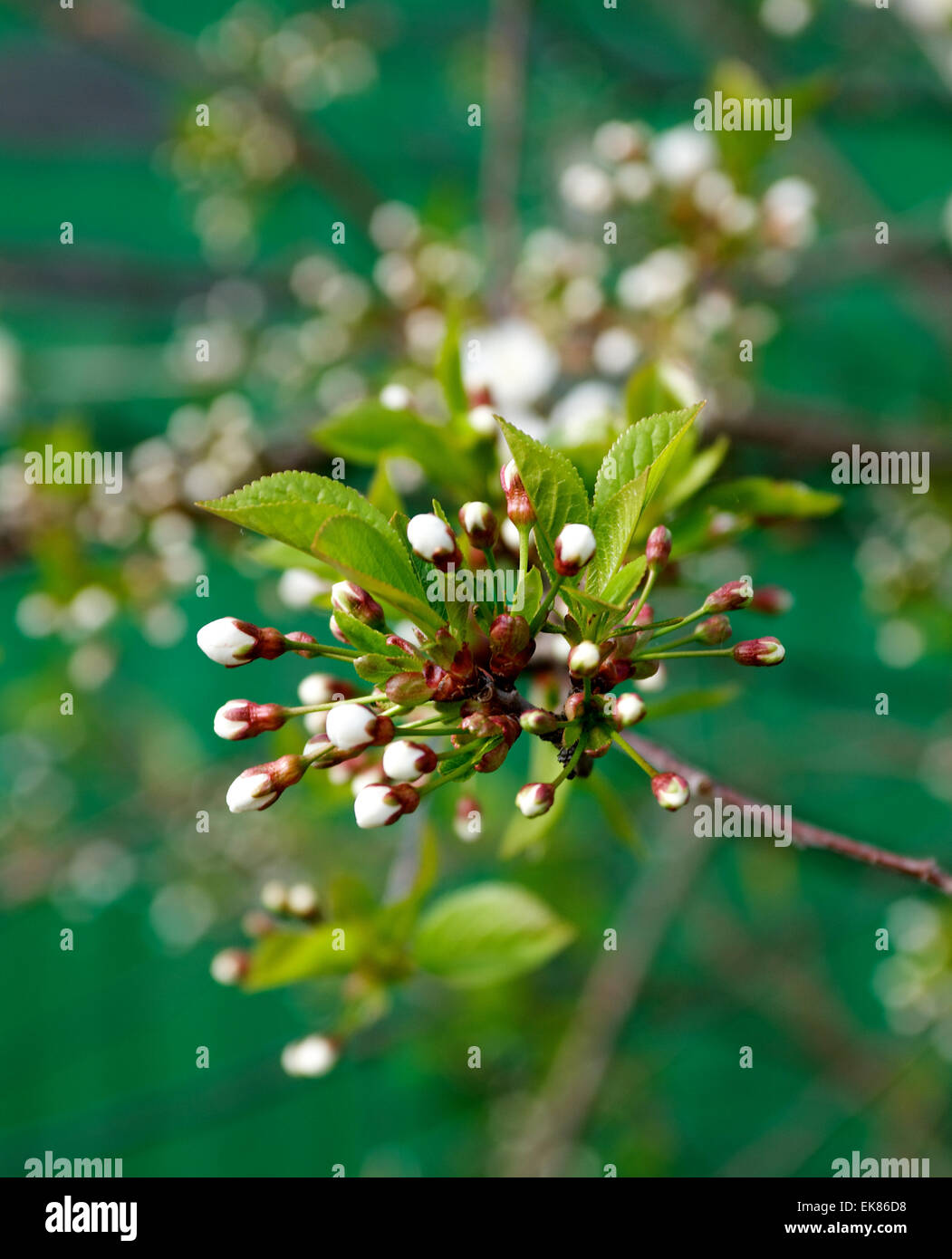 Flower-bud of cherry tree Stock Photo - Alamy
