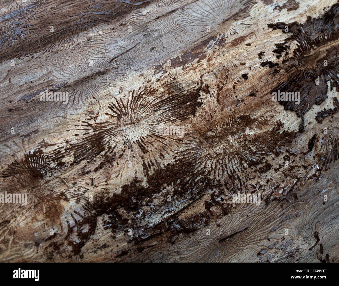 Under tree bark background Stock Photo - Alamy
