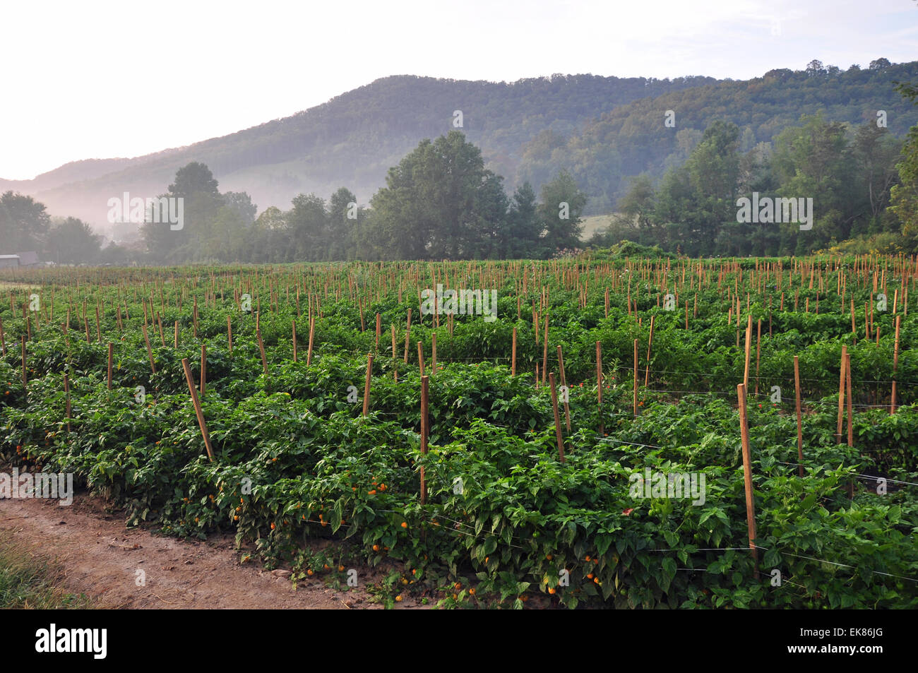 Asheville north carolina farm hi-res stock photography and images - Alamy