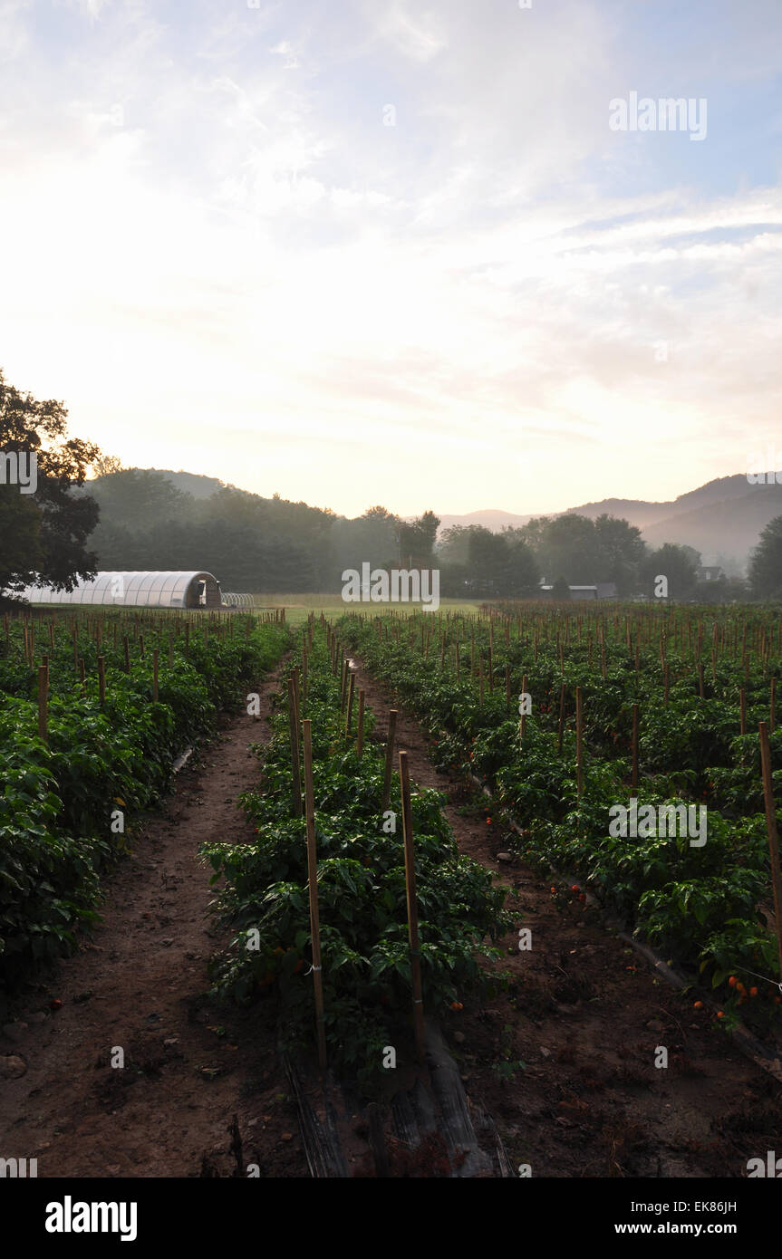 Hot Pepper Farm Stock Photo - Alamy