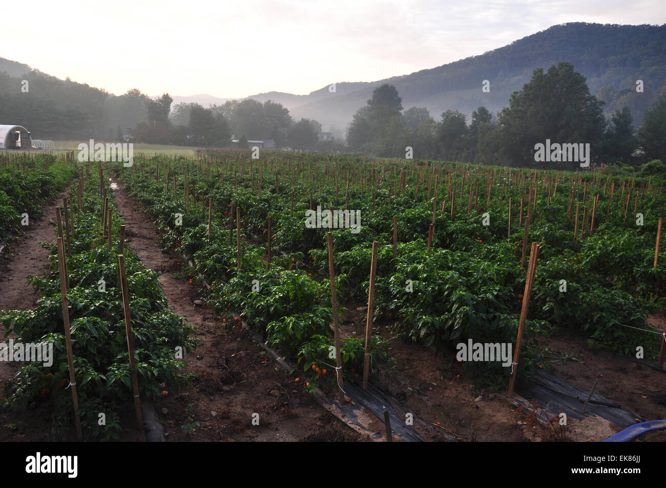 Hot Pepper Farm Stock Photo - Alamy