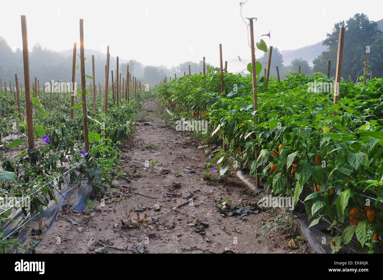 Hot Pepper Farm Stock Photo - Alamy