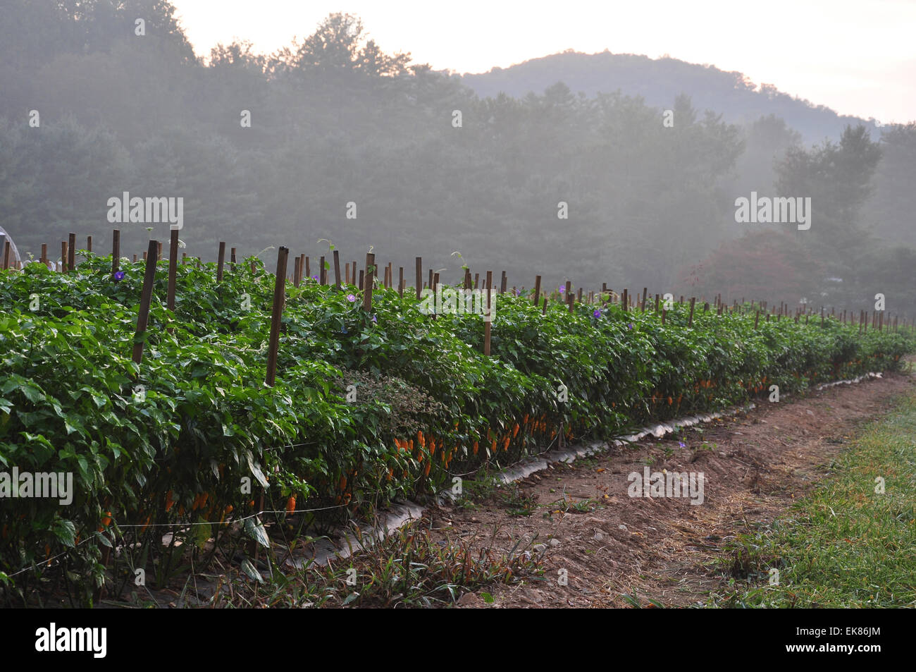 Hot Pepper Farm Stock Photo - Alamy