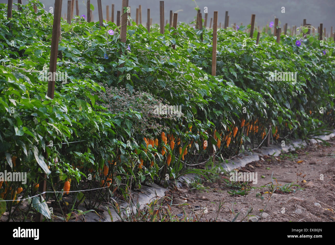 Hot Pepper Farm Stock Photo - Alamy