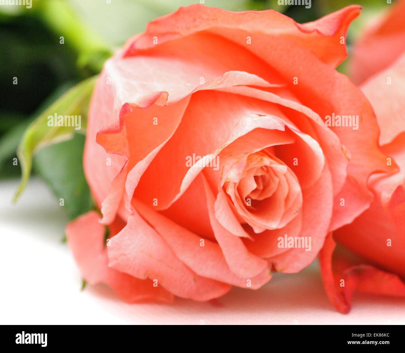 Vermilion flowers hi-res stock photography and images - Alamy