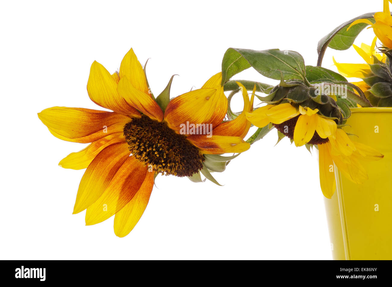 Sunflower stem cross section hi-res stock photography and images - Alamy