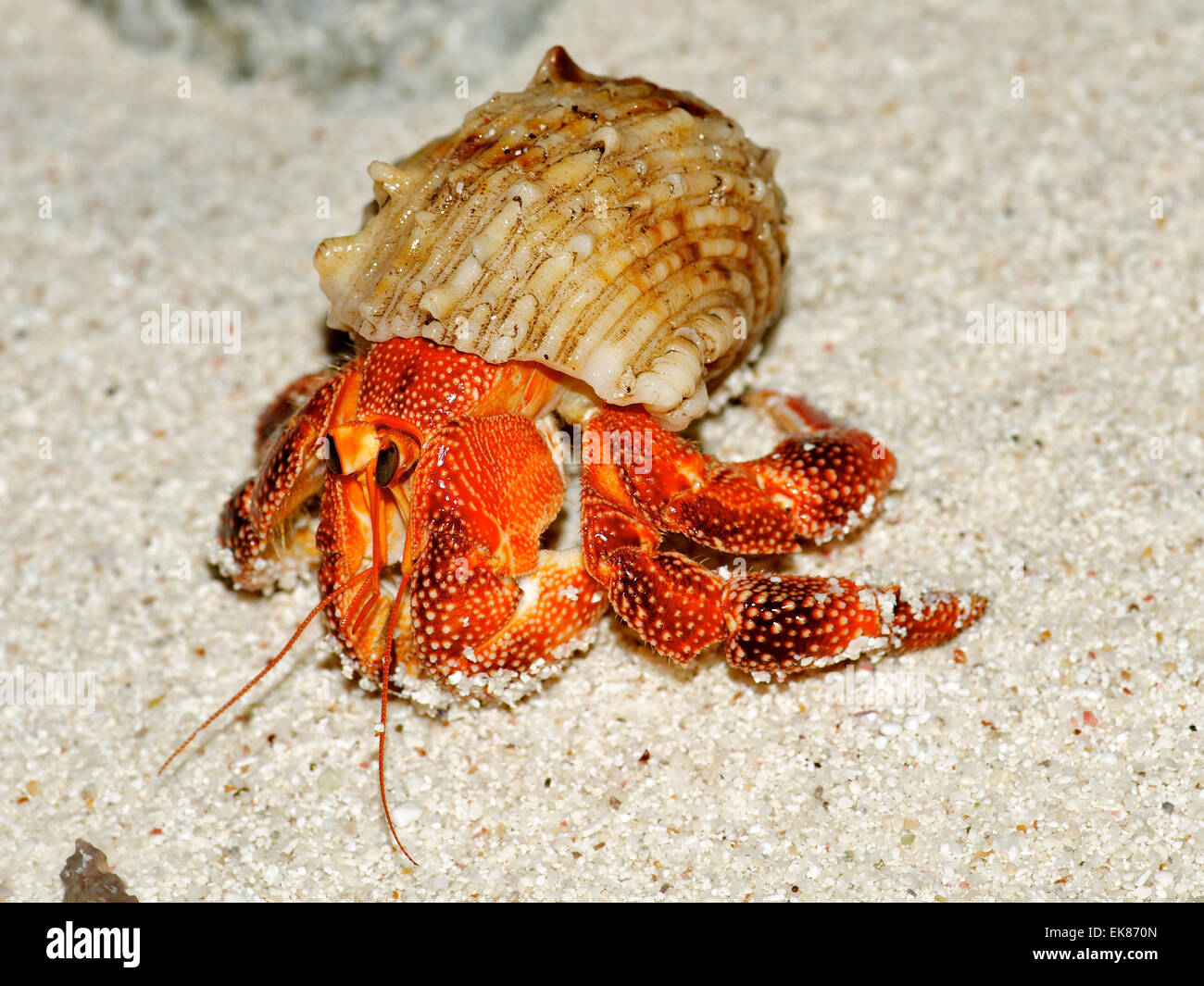 Beautiful hermit crab in his shell closeup Stock Photo - Alamy
