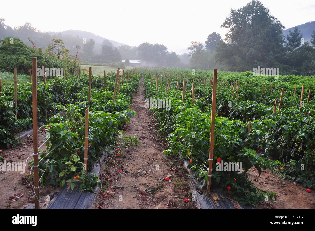 Hot Pepper Farm Stock Photo - Alamy