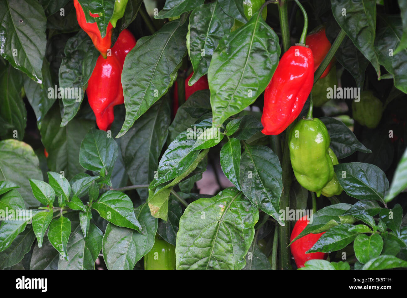 Hot Pepper Farm Stock Photo - Alamy
