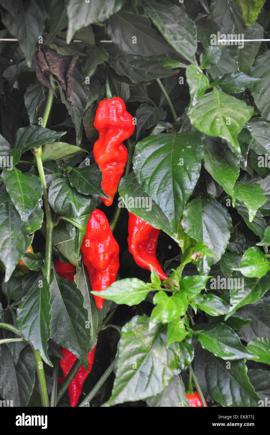 Hot Pepper Farm Stock Photo - Alamy