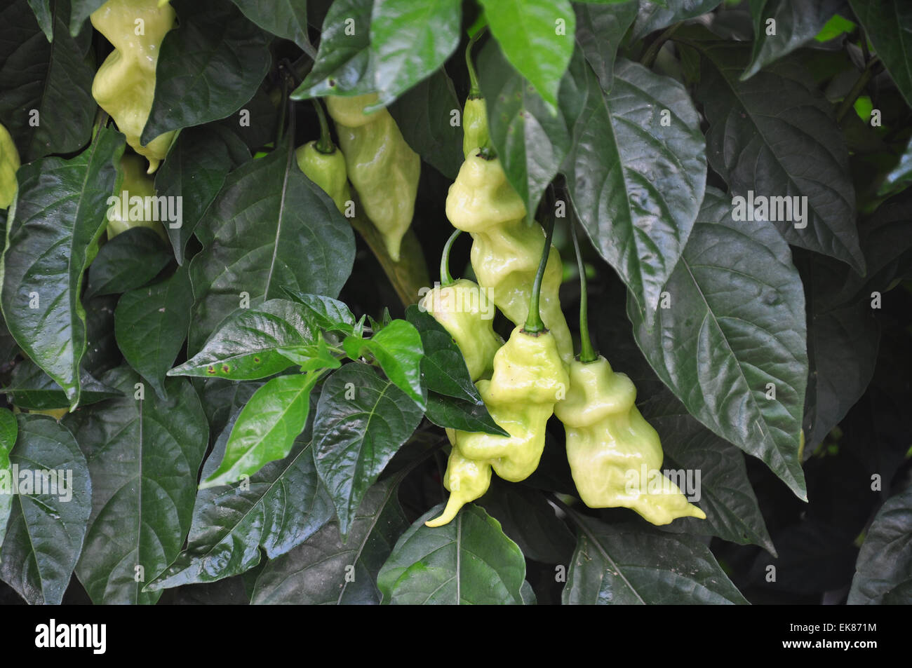 Hot Pepper Farm Stock Photo - Alamy