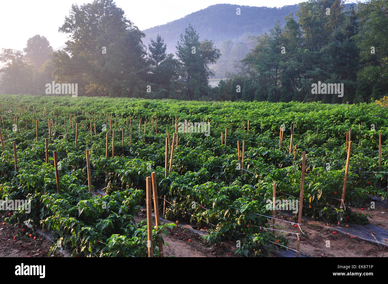 Hot Pepper Farm Stock Photo - Alamy