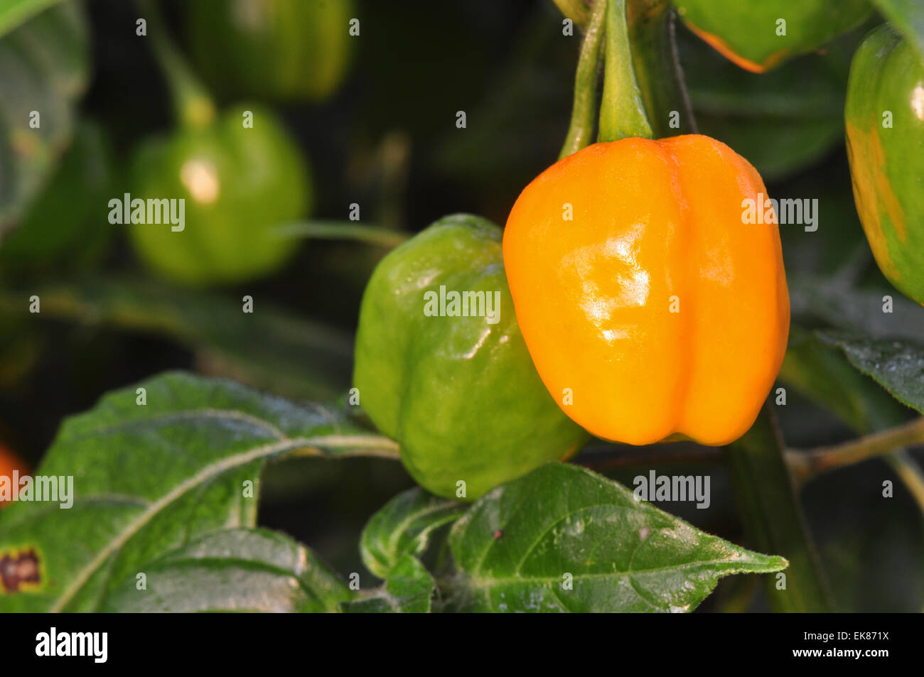 Hot Pepper Farm Stock Photo - Alamy