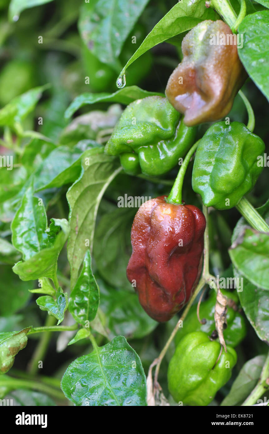 Hot Pepper Farm Stock Photo - Alamy
