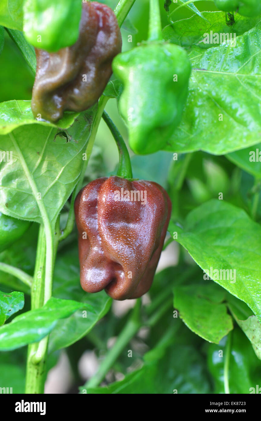 Hot Pepper Farm Stock Photo - Alamy