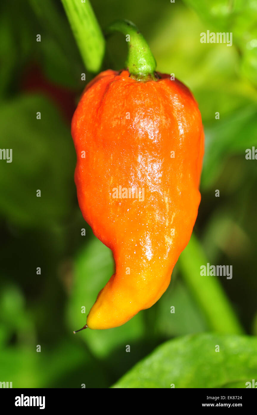 Hot Pepper Farm Stock Photo - Alamy