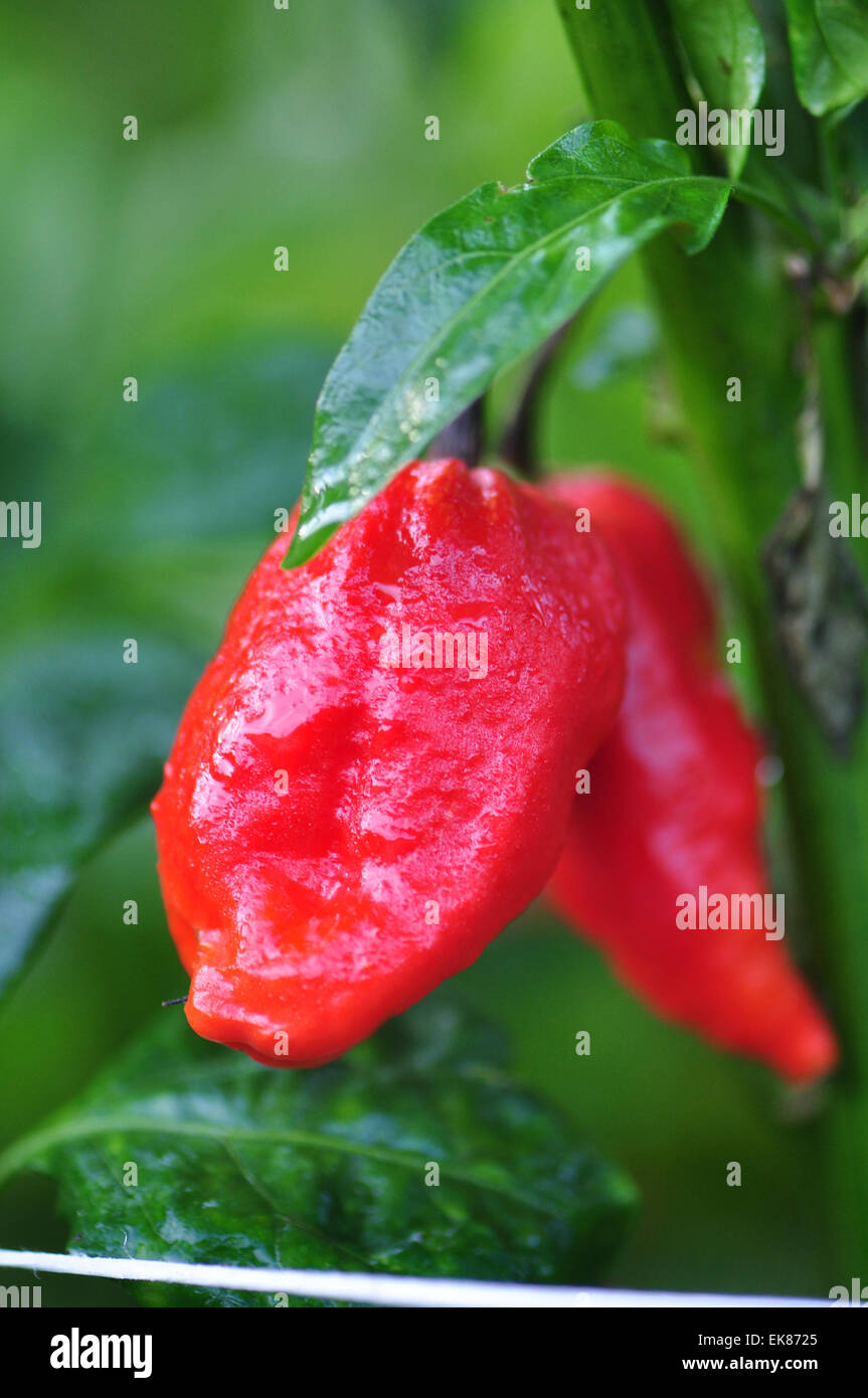 Hot Pepper Farm Stock Photo - Alamy