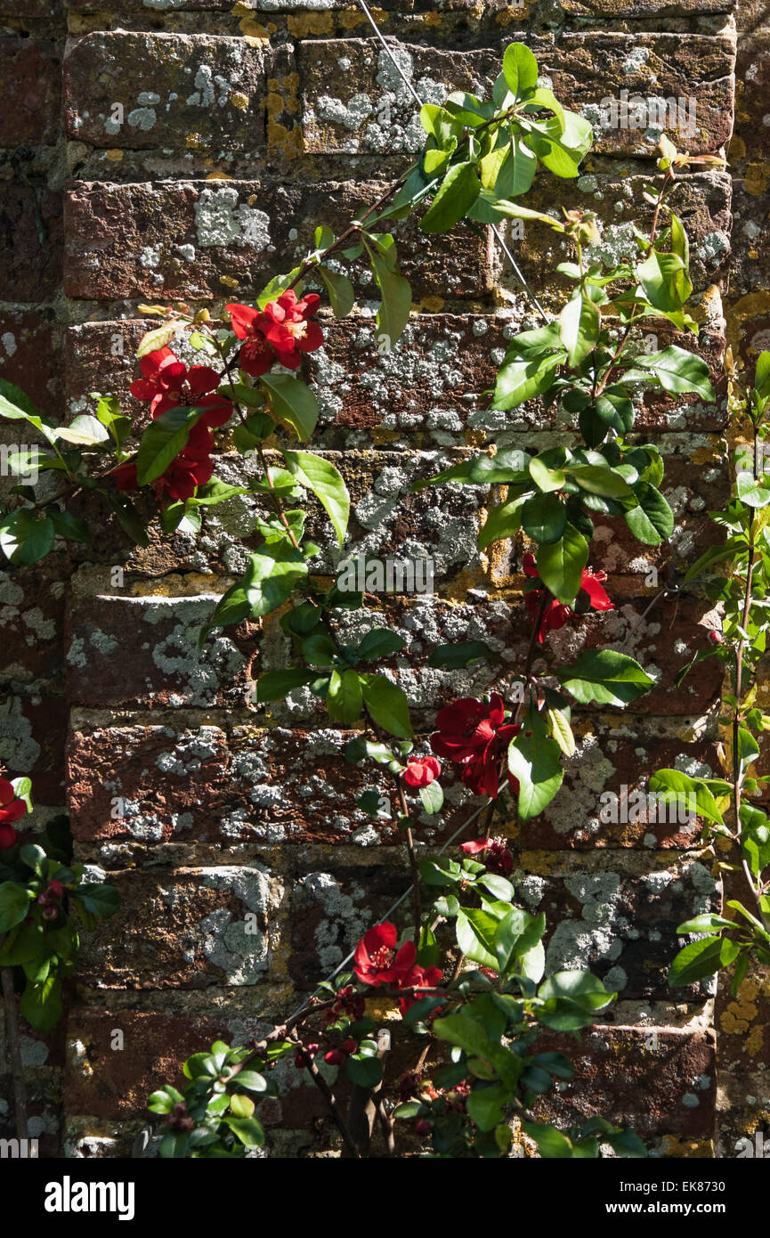 Flowering Quince Climbing