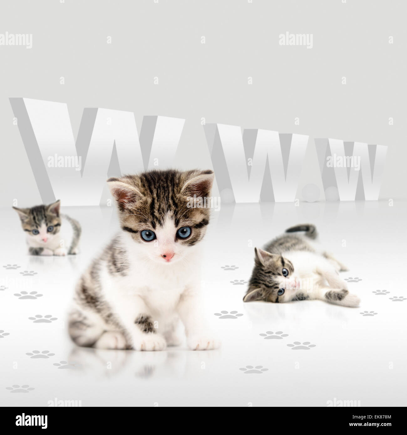 Young cats-internet concept Stock Photo - Alamy