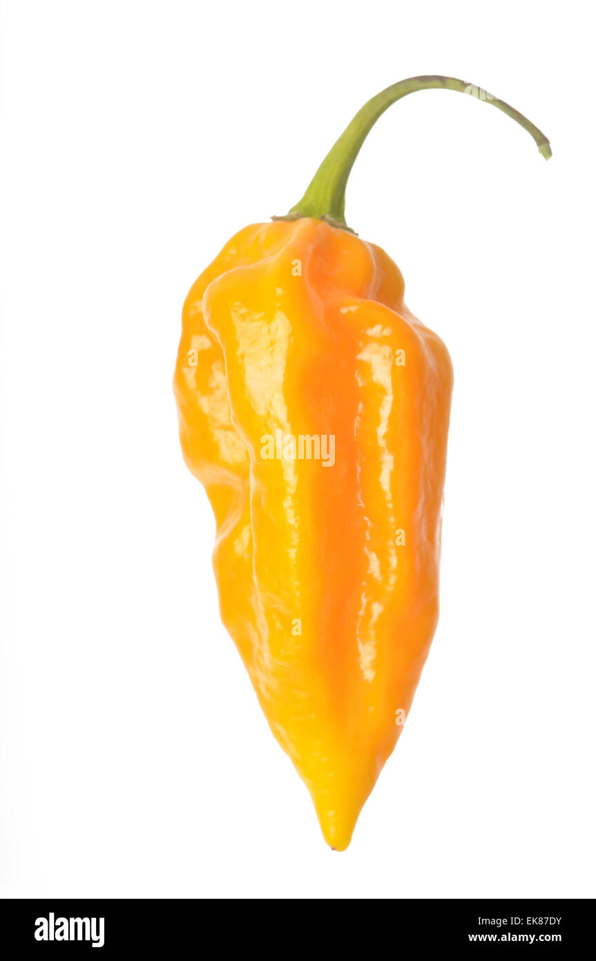 Fatalii chilli hi-res stock photography and images - Alamy