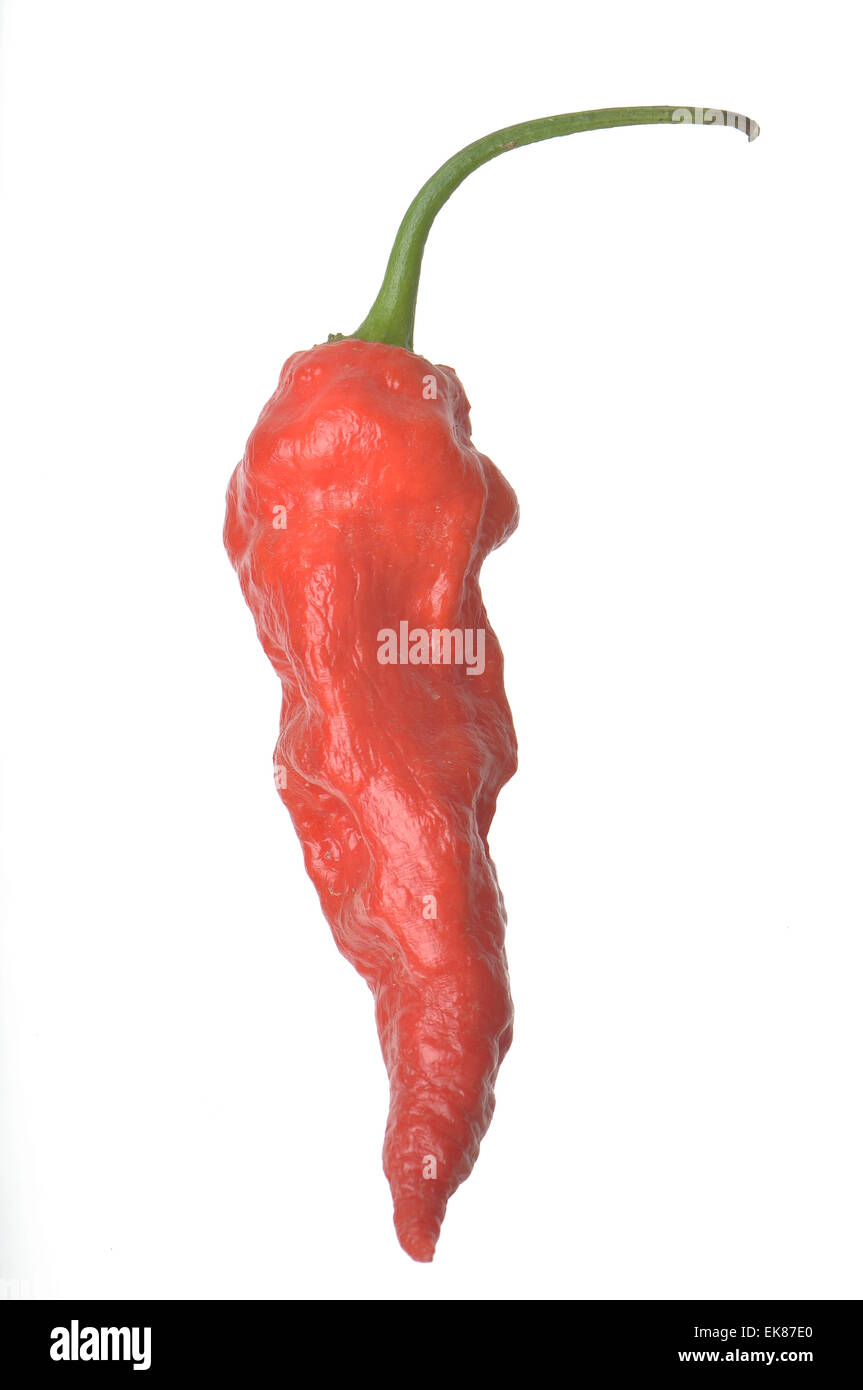 Ghost chile pepper hi-res stock photography and images - Alamy